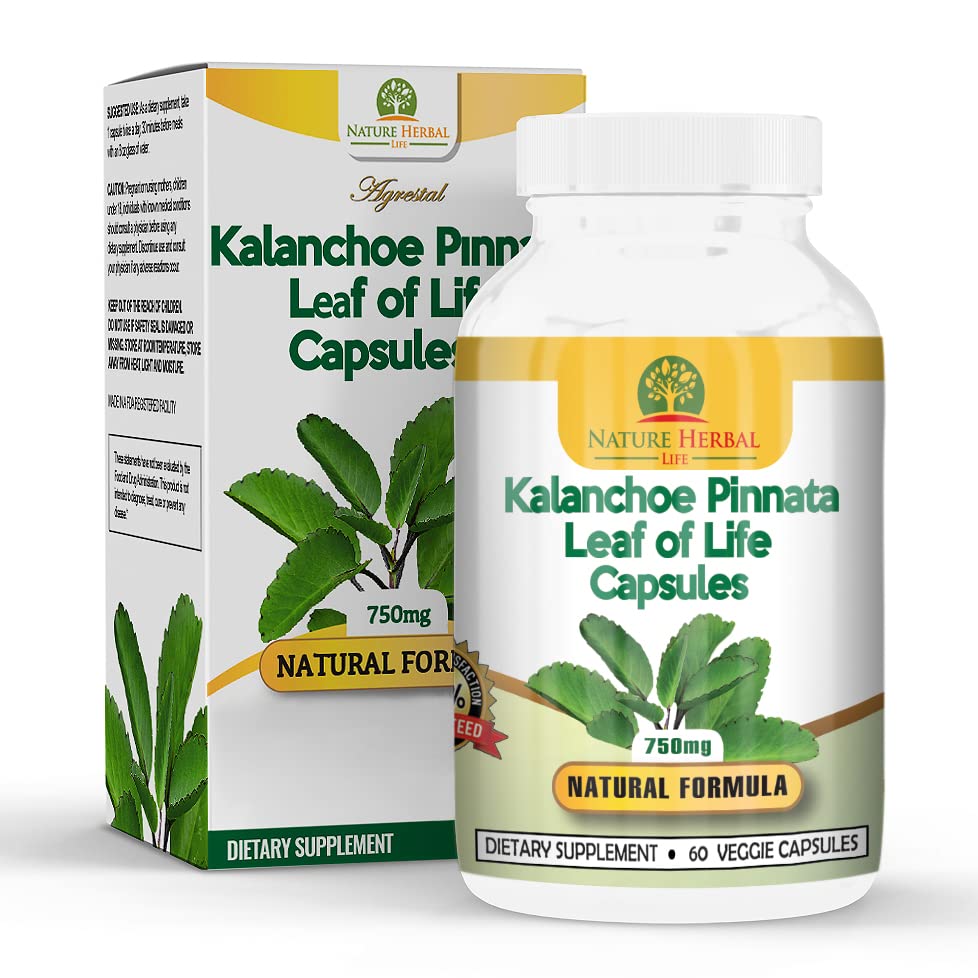 Kalanchoe Pinnata capsules for daily wellness