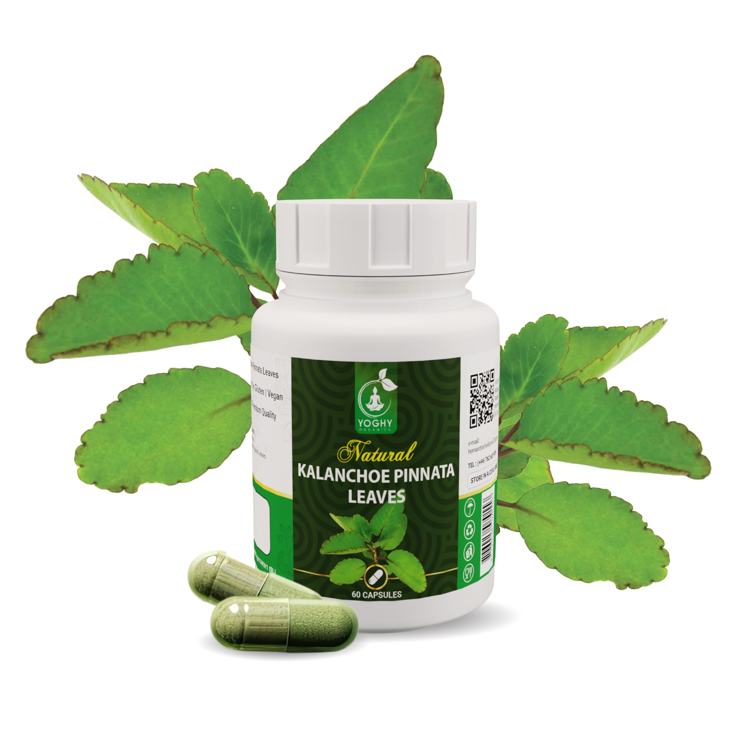 Kalanchoe Pinnata echinacea health benefits