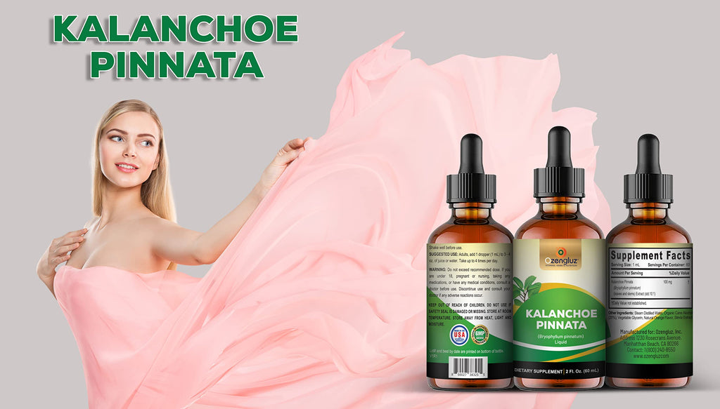 Kalanchoe Pinnata for holistic health
