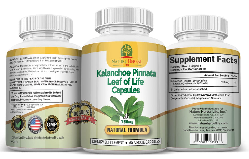 Kalanchoe Pinnata for immune support