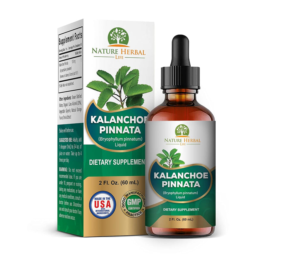 Kalanchoe Pinnata glycerite extract benefits