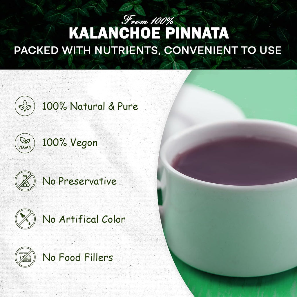 Kalanchoe Pinnata herbal infusion for wellness