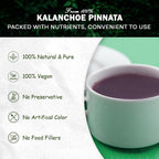 Kalanchoe Pinnata herbal infusion for wellness