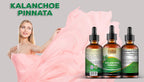 Kalanchoe Pinnata herbal supplement
