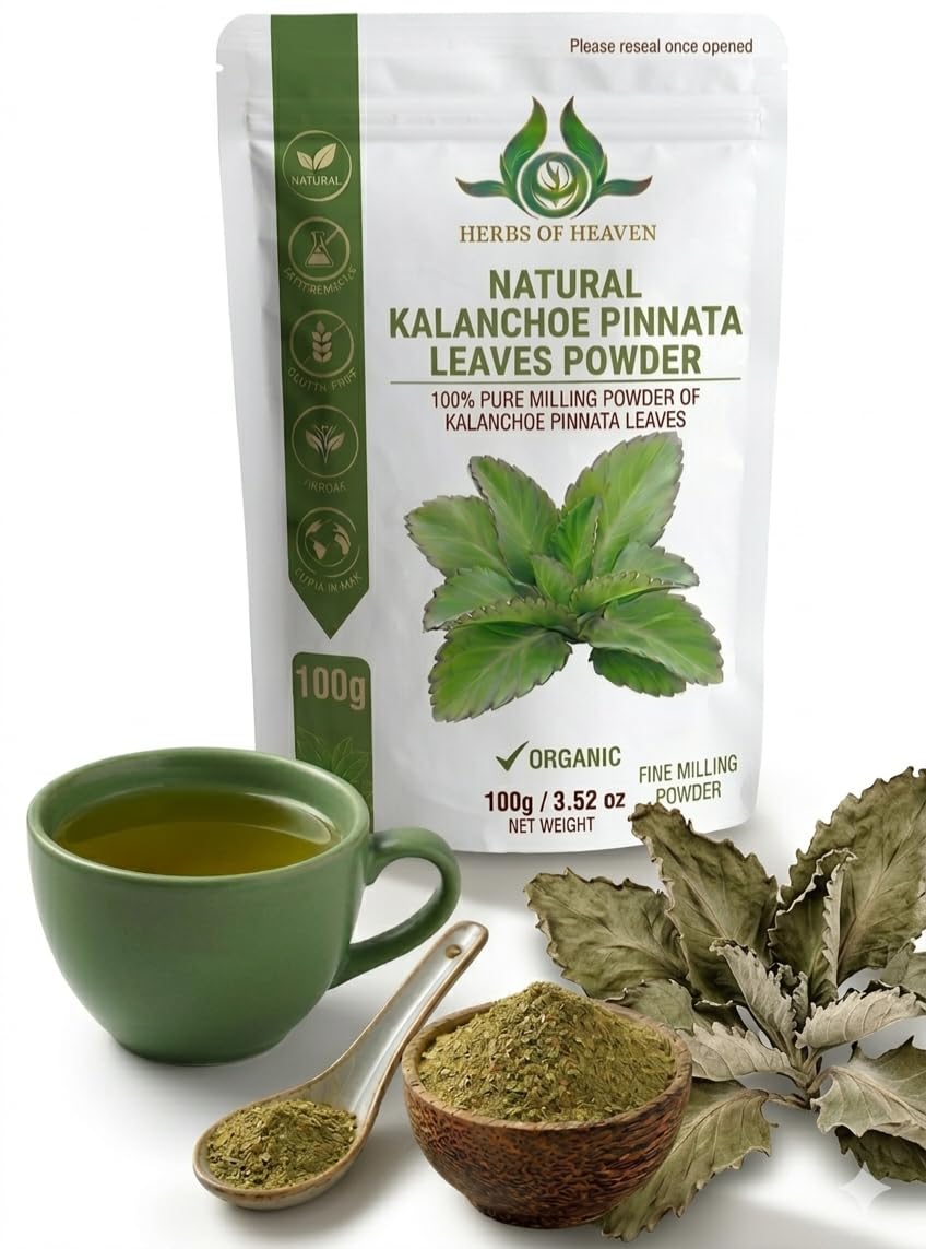Kalanchoe Pinnata herbal tea benefits