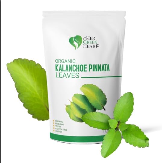 Kalanchoe Pinnata leaves herbal tea