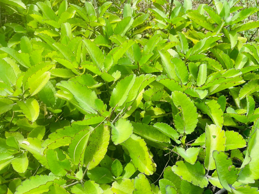 Kalanchoe Pinnata tea for vitality