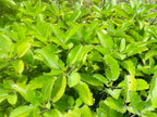 Kalanchoe Pinnata tea for vitality