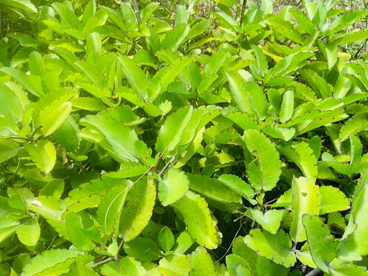 Kalanchoe Pinnata tea for vitality