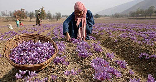 Kashmiri saffron for immune support