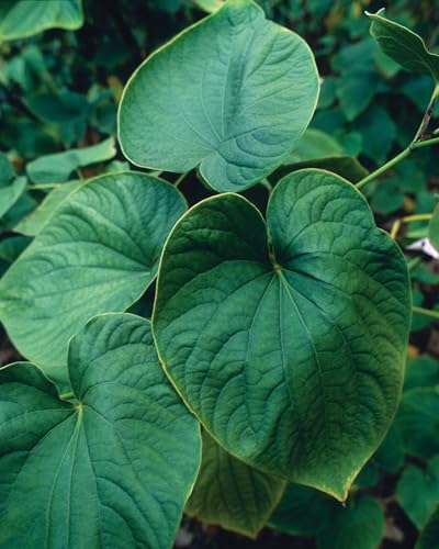 kava kava for calmness and peace