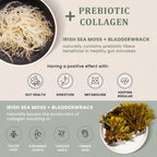 kids multivitamin with bladderwrack benefits