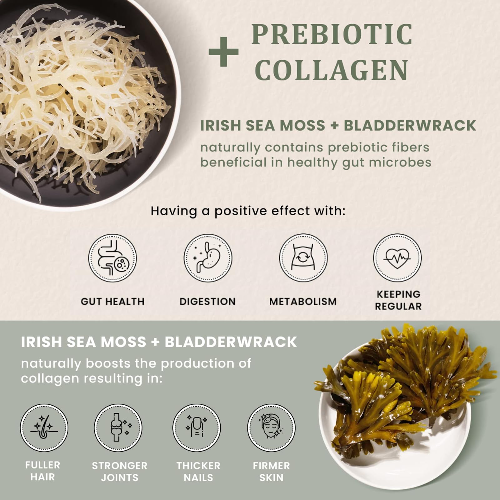 kids multivitamin with bladderwrack benefits