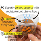 kids multivitamin with essential nutrients
