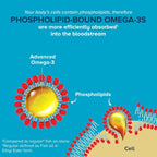 Kids omega 3 for healthy development