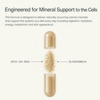 kids sea moss multivitamin