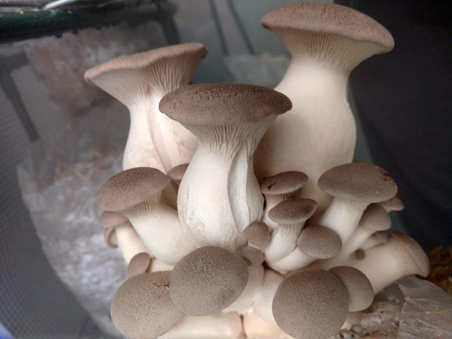 King oyster mushroom culture syringe