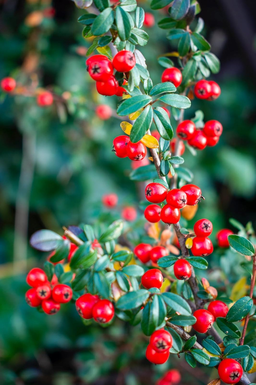 Kinnikinnick bearberry tea benefits