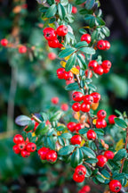 Kinnikinnick bearberry tea benefits