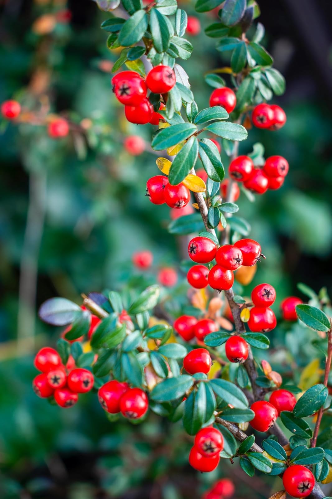 Kinnikinnick bearberry tea benefits