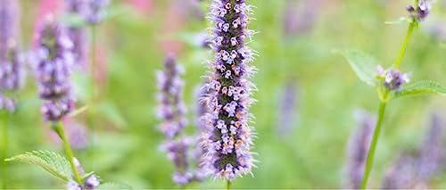 Korean mint extract for vitality