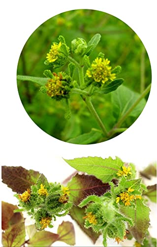 Korean st. john's wort powder