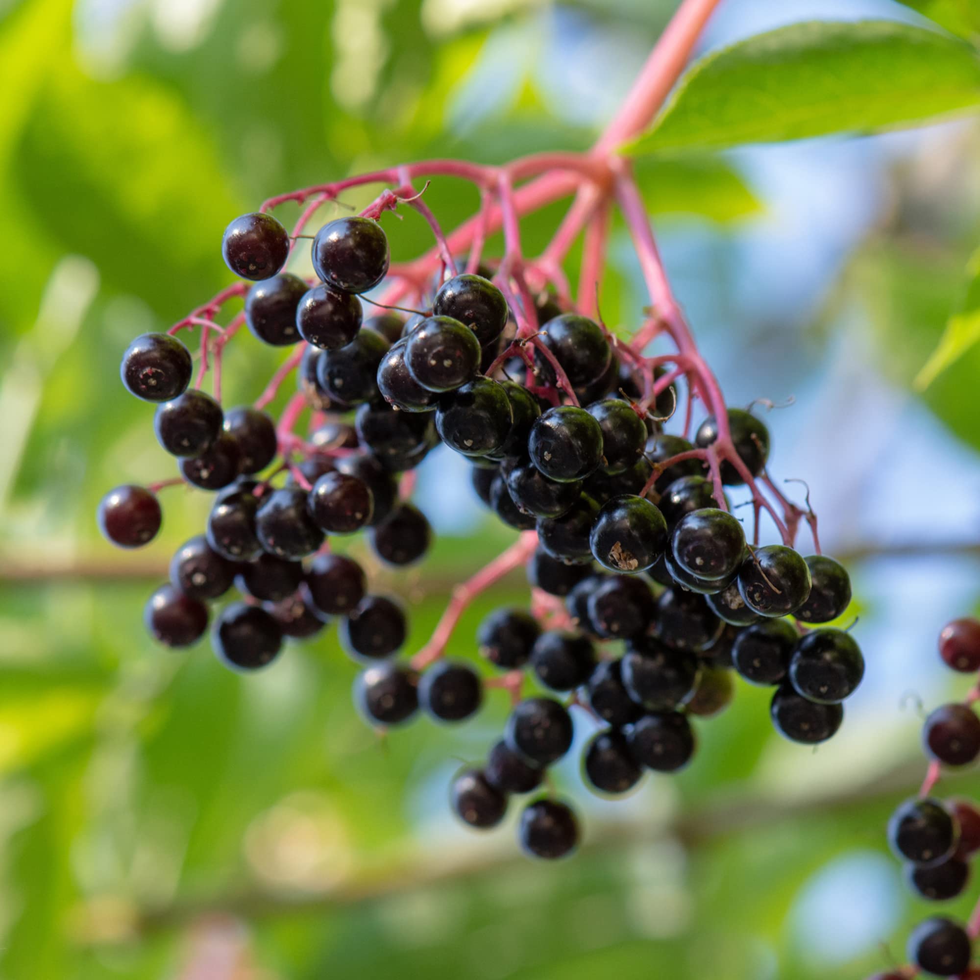 kosher elderberry for health enthusiasts