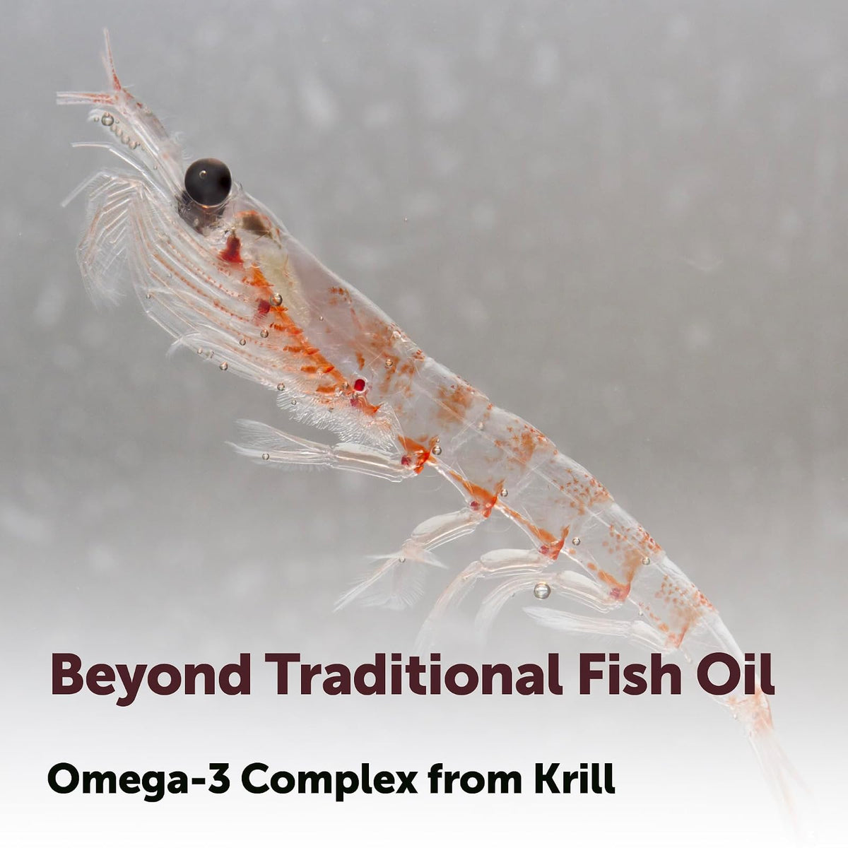 krill oil for heart support