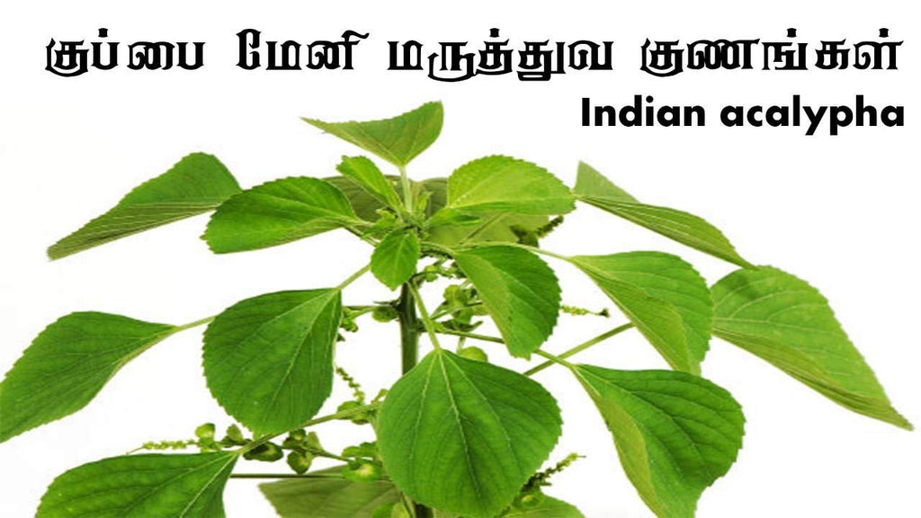 Kuppaimeni Podi nettle powder for energy boost