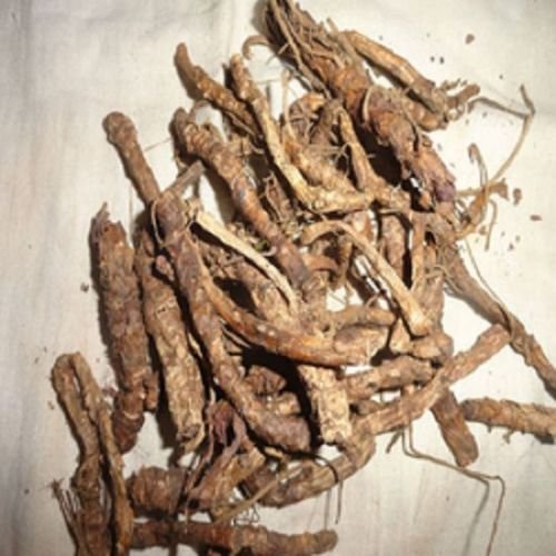 Kutki root herbal supplement for wellness