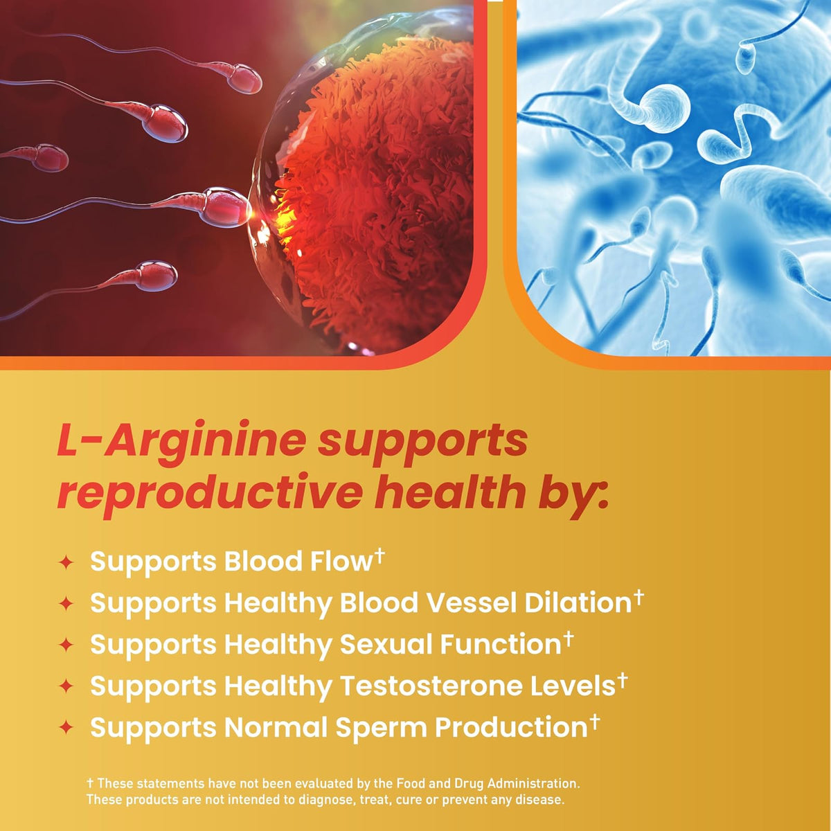 L-Carnitine health benefits for women