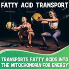 L-Carnitine L-Tartrate for fat loss