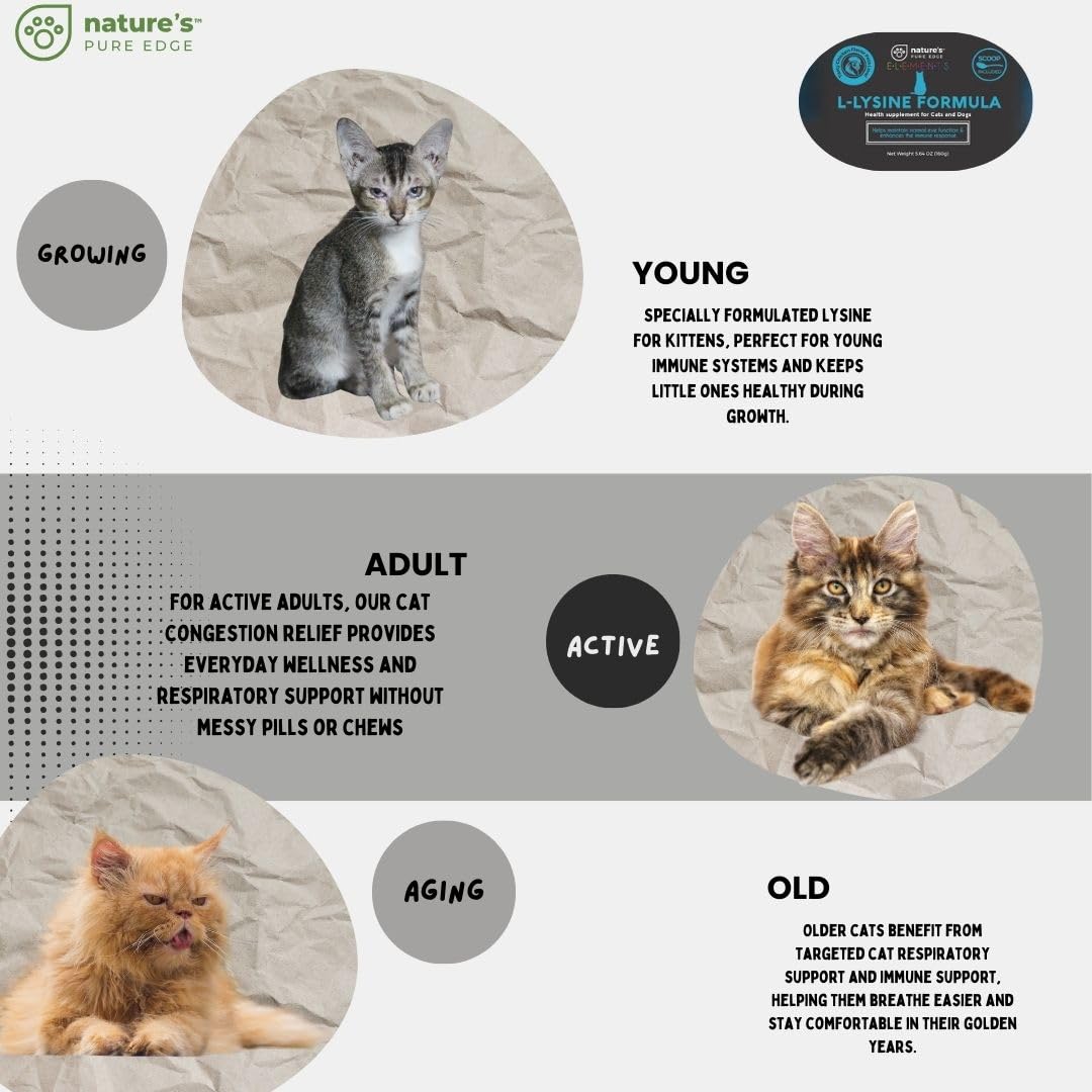 l-lysine 1000 mg for cat health