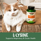 l-lysine for cats immune support