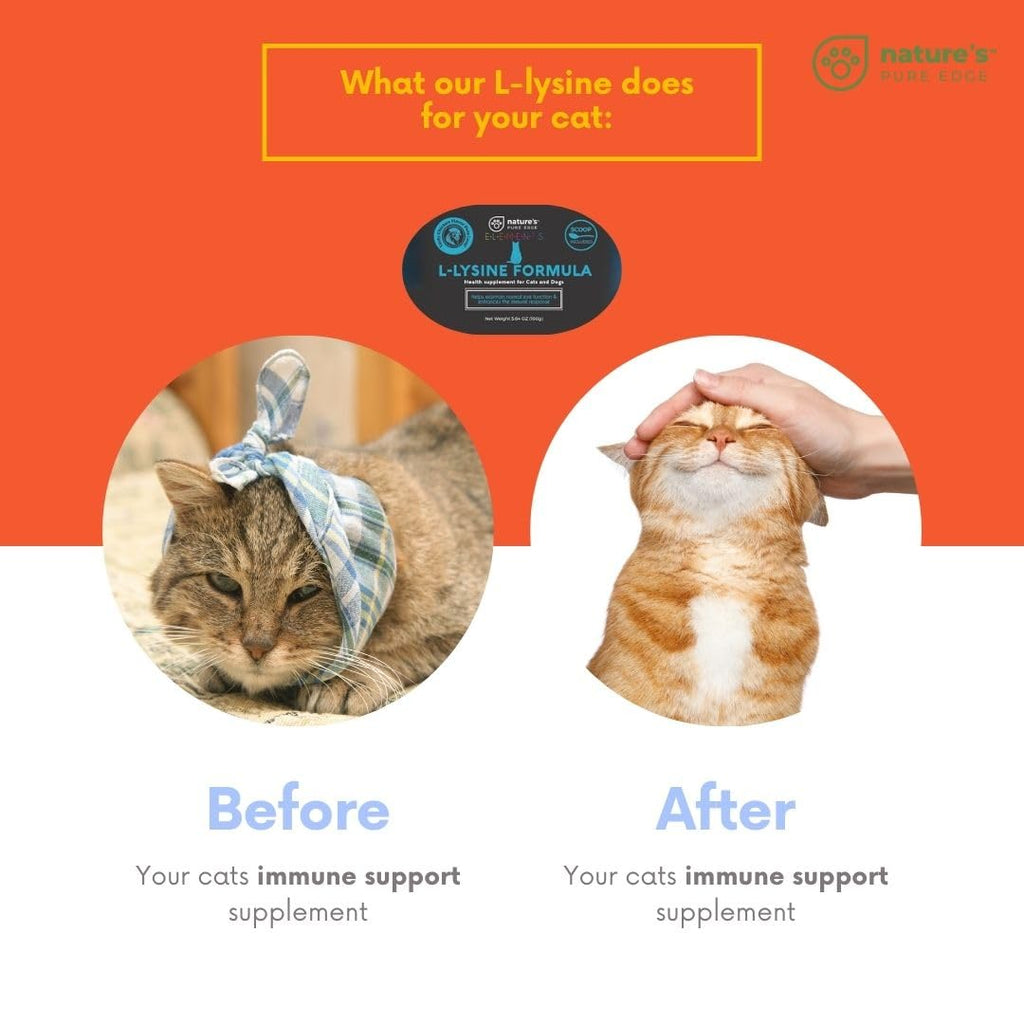 l-lysine for cold sores in cats