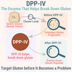 lactase enzyme gummies for digestion