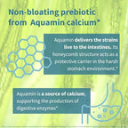 Lactobacillus Acidophilus benefits for gut