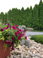 Lancaster potassium sulfate improves soil quality