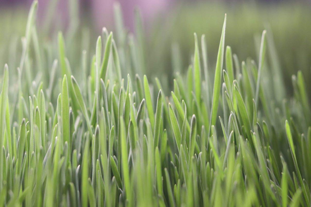 LandArt chlorophyll for active lifestyle