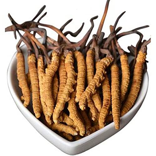 large 5g pieces of Cordyceps mushrooms