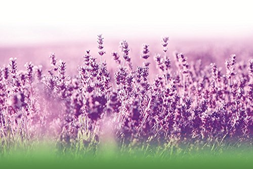 lavender oil for immune support