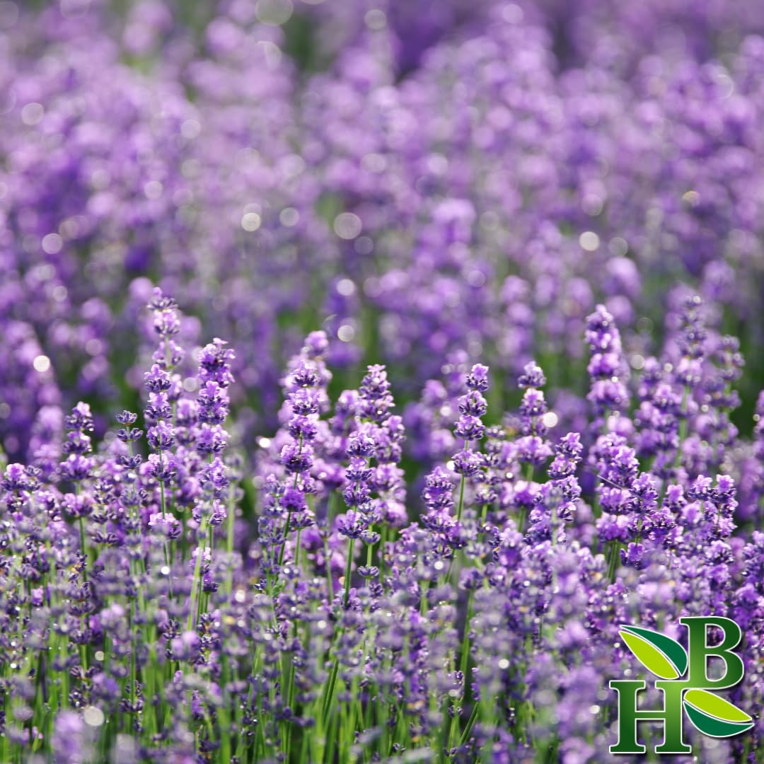 lavender powder for natural wellness drinks