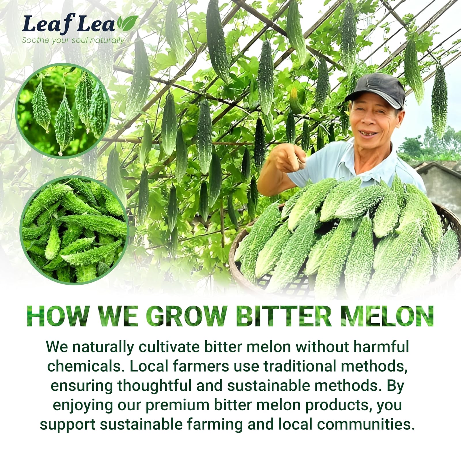 leaflea bitter melon tea benefits