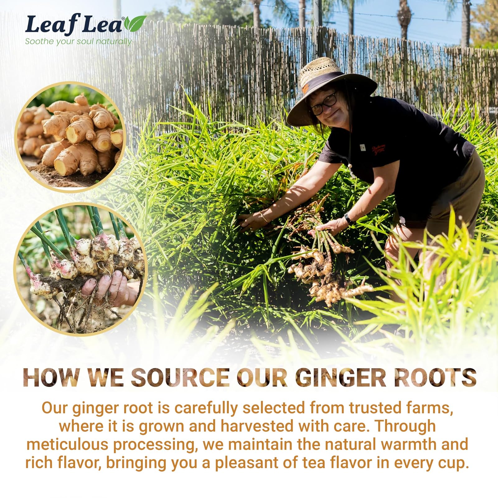 LeafLea ginger tea bags 40 count