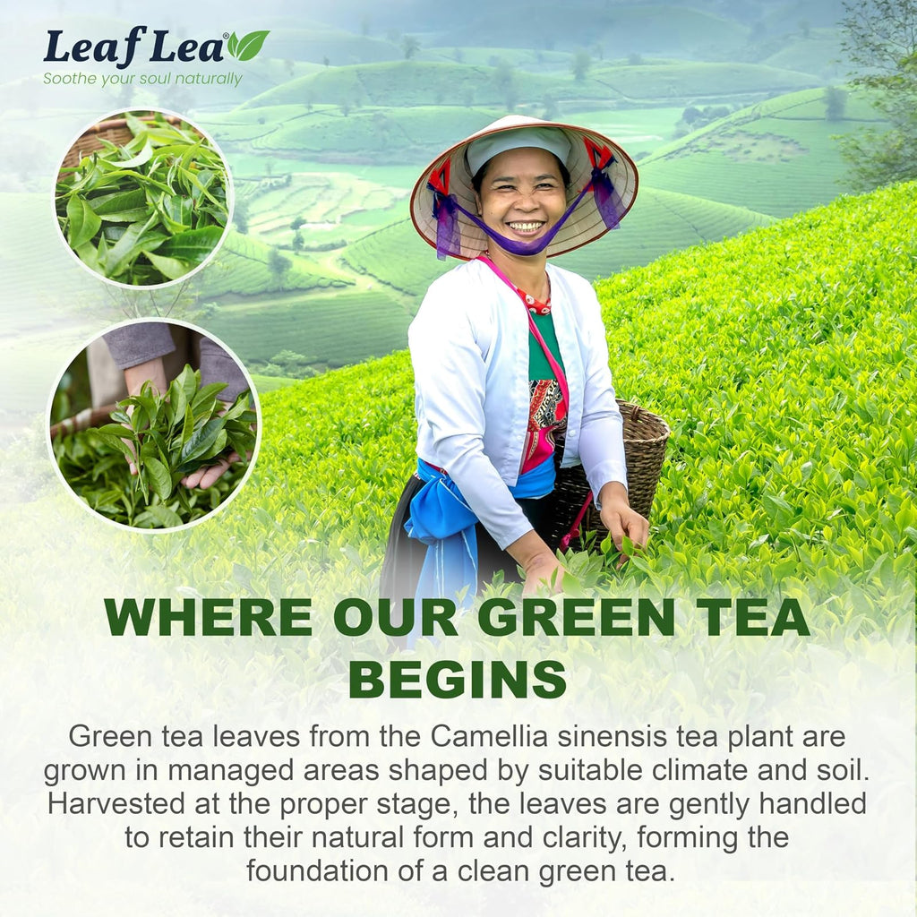 LeafLea green tea bags for detox