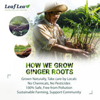 LeafLea green tea for energy boost