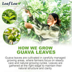 LeafLea herbal tea for digestion