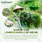 LeafLea herbal tea for everyday use