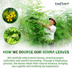LeafLea Senna tea for herbal wellness
