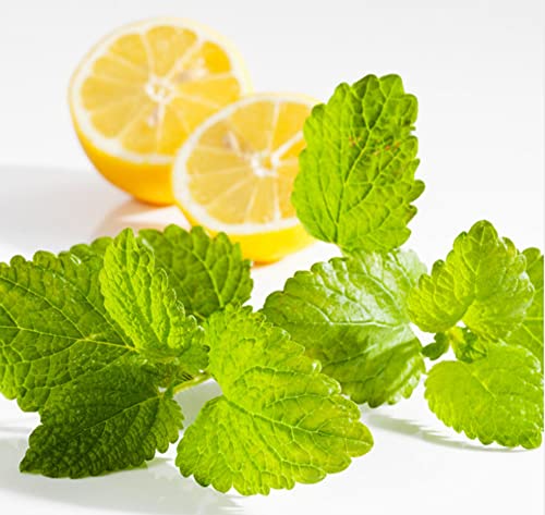 lemon balm powder for stress relief